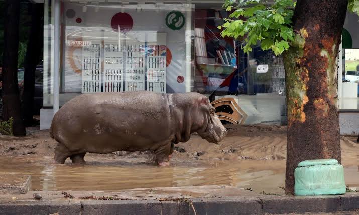 Flood disaster devastates Borno zoo, deadly animals on the loose ...
